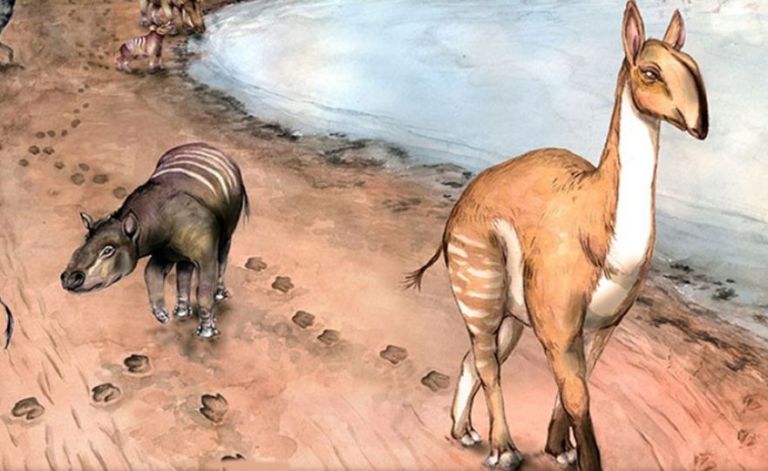 Hallaron Huellas Fosilizadas De Mamíferos Extintos Hace 10 Millones De